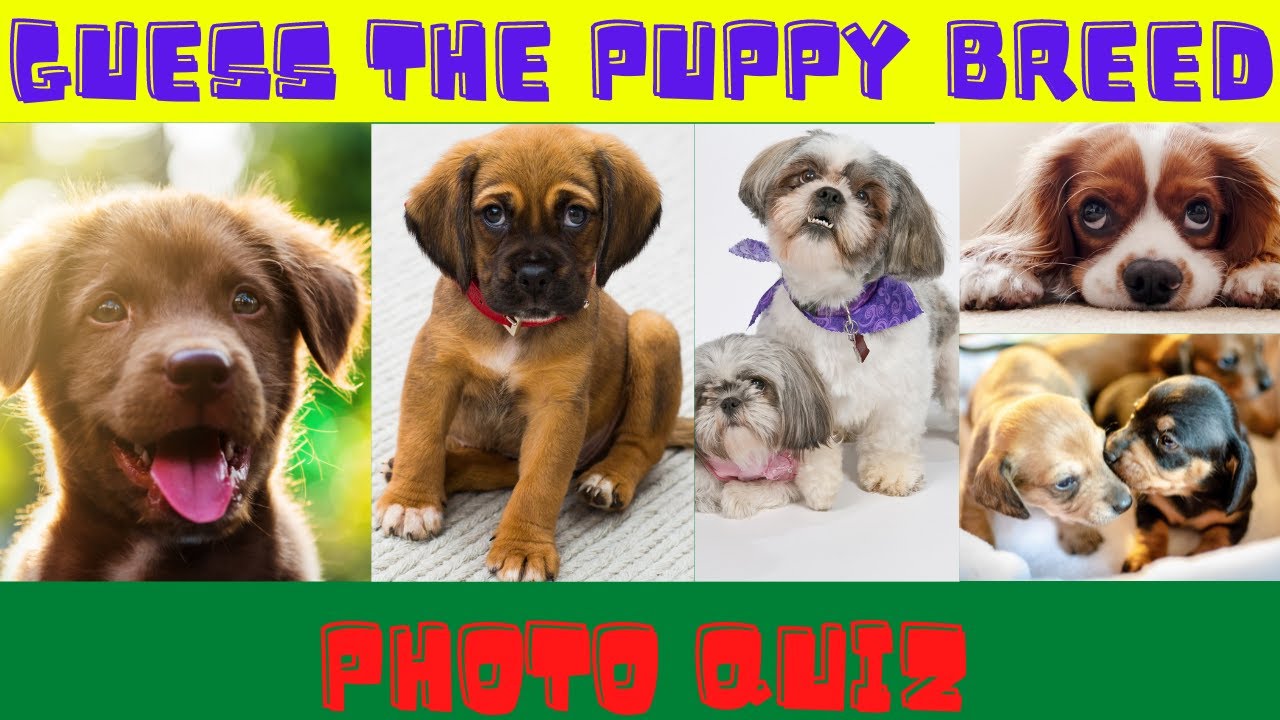Guess The Puppy Breed Quiz - YouTube