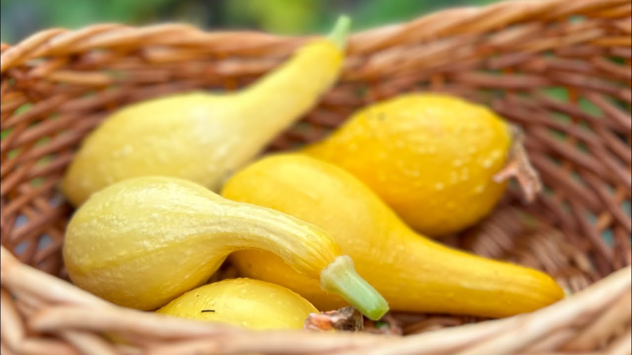 How to hand pollinate squash - YouTube
