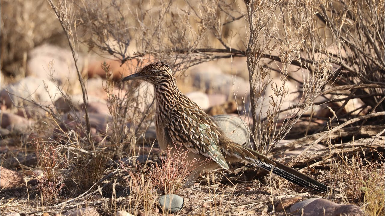 Roadrunner Male and Female Birds Watching - YouTube