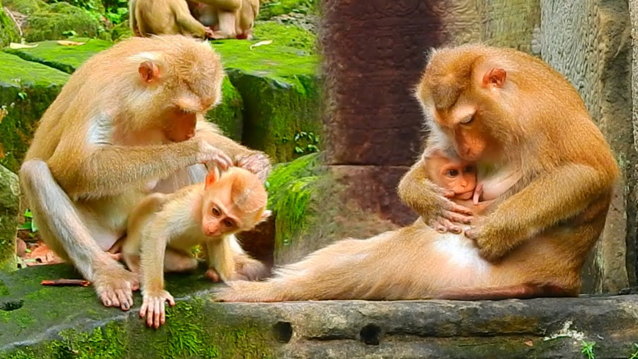 Adorable Baby Monkey Beg For Mom's Milk - Heartwarming and So Sweet ...