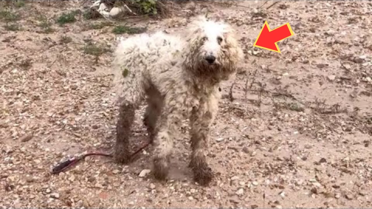 When an injured stray dog sees a human, he wants to approach and ask ...