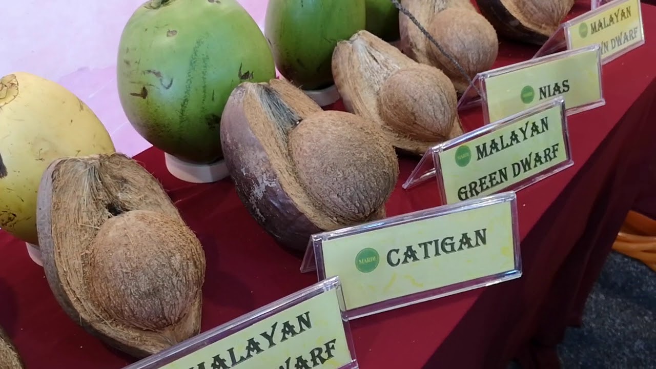 Malayan coconut plums - YouTube