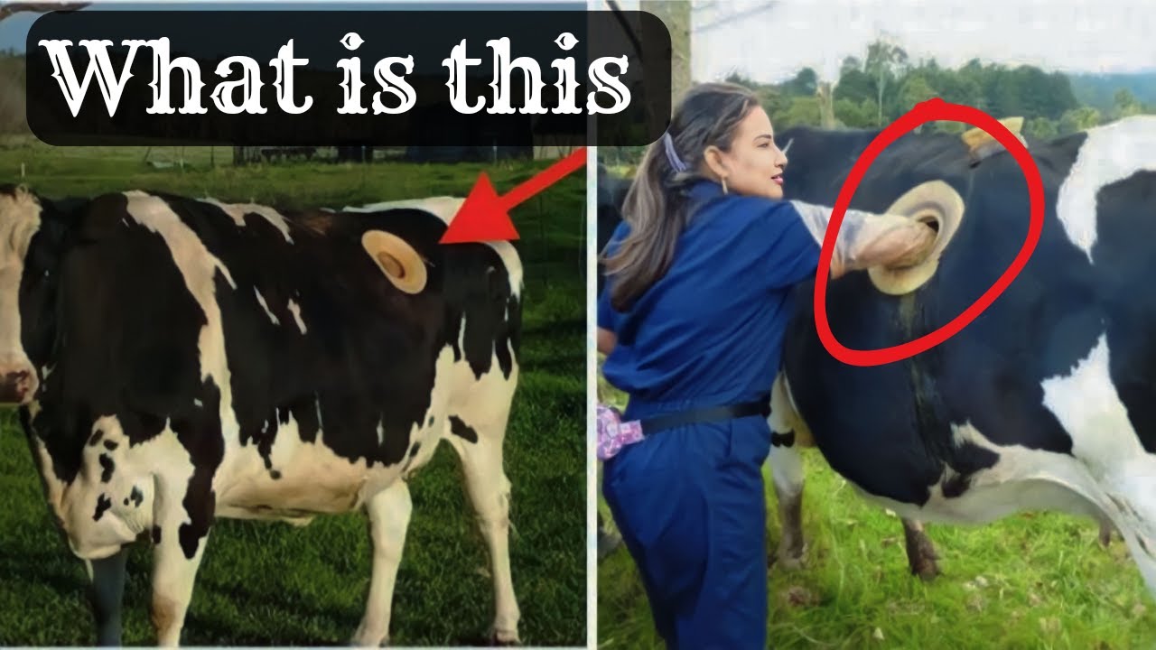 Farmers In Switzerland Drilling Holes In The Stomachs Of Cows For ...