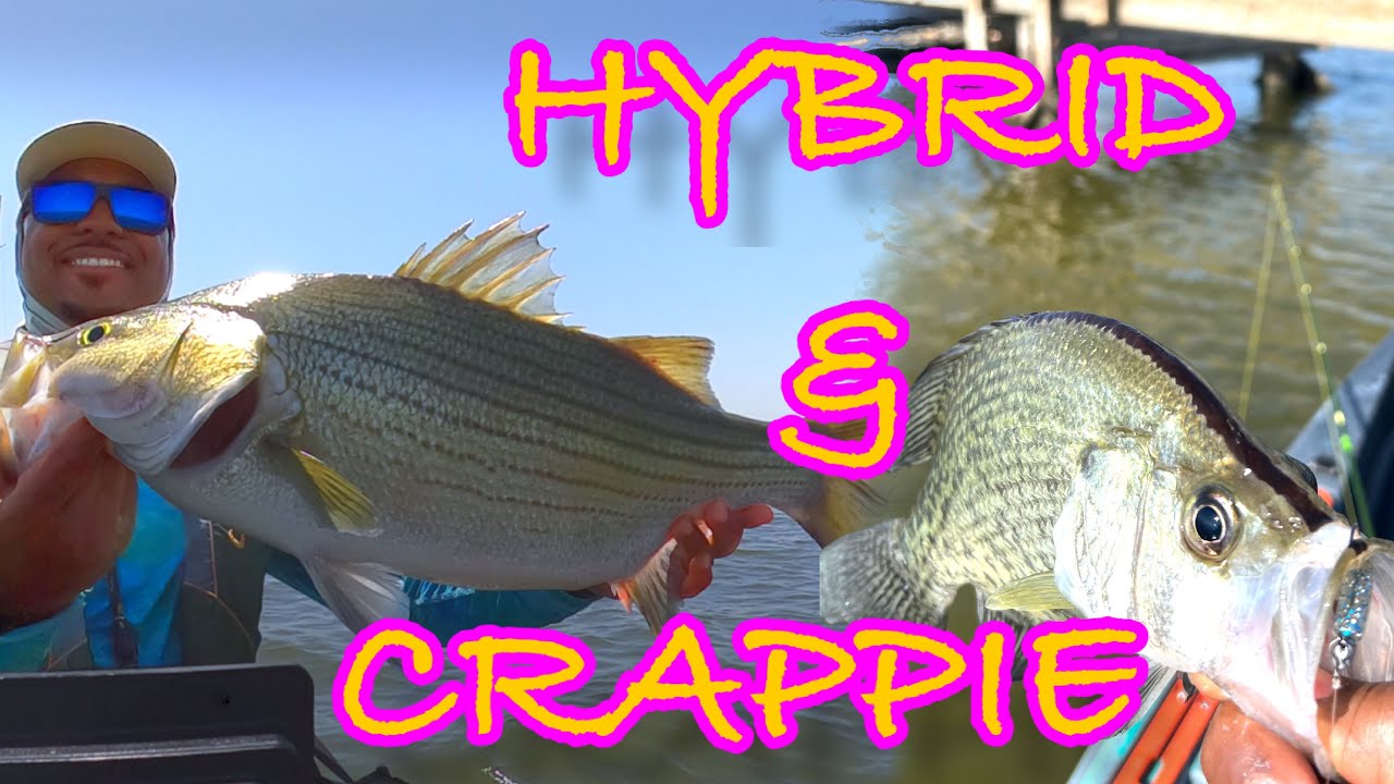 SLAB Crappie & Wipers on Jigs | Lake Somerville - YouTube