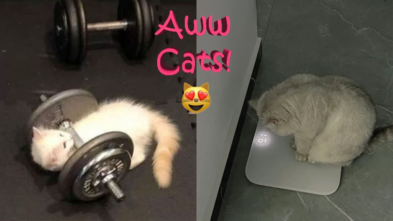 I say Cats, You say Aww😻😻😻Daily Cute Cats! Cute Cats Moments #16 - YouTube