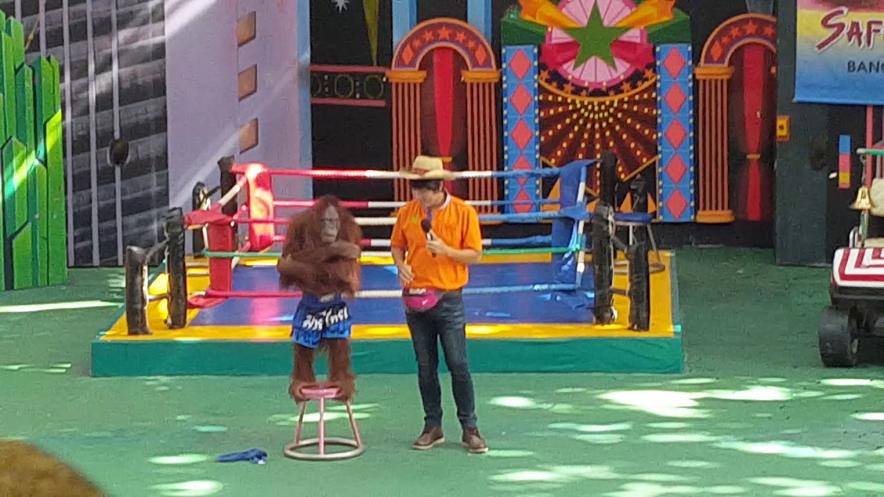 orangutan show at safari world bangkok - YouTube
