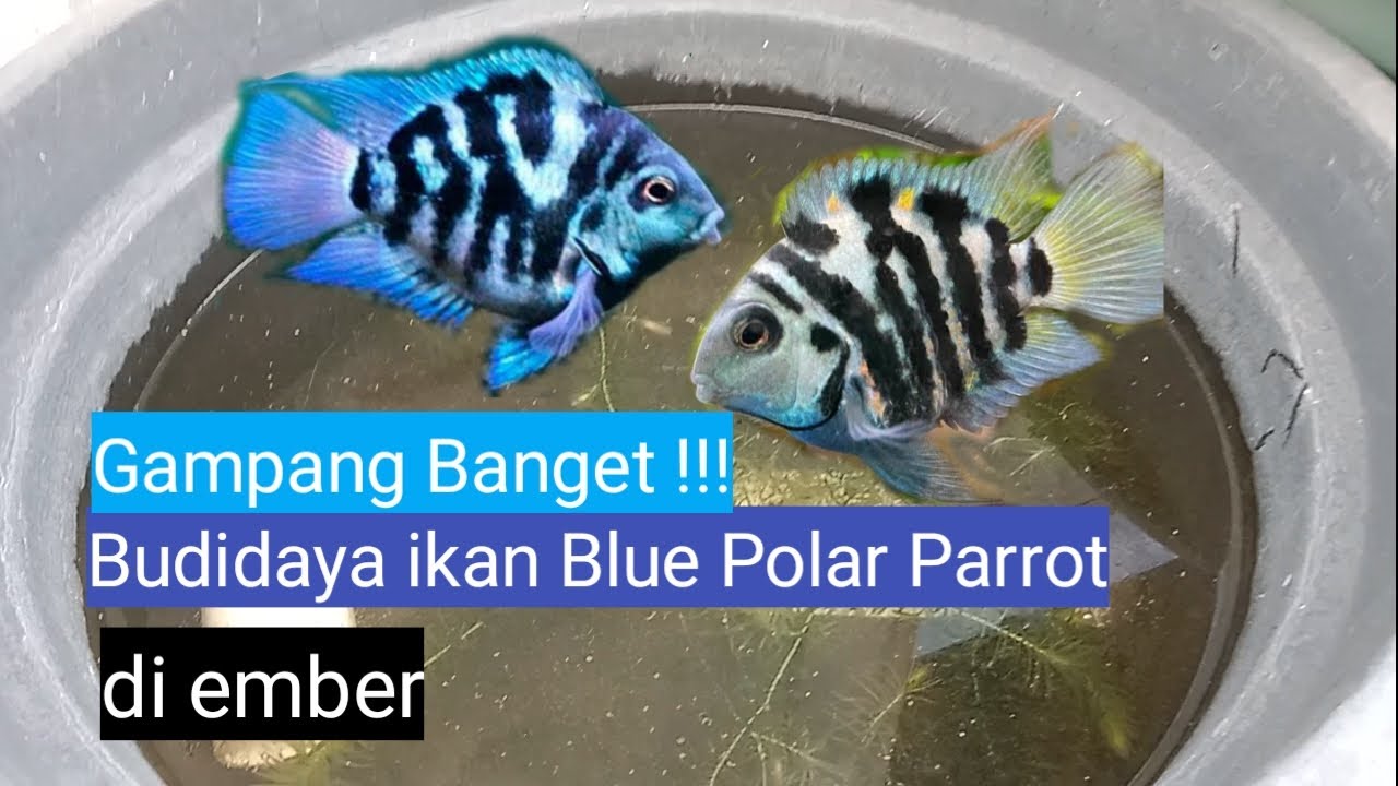 Cara budidaya ikan blue polar parrot di ember untuk pemula - YouTube