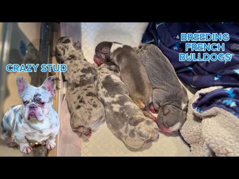 BREEDING FRENCHIES | FLUFFY CARRIERS | 3 BOYS 1 GIRL | C SECTION AT ...