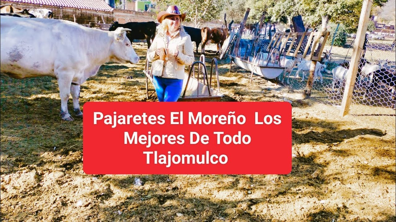 Una Bebida Orgullosamente Jalisciense (PAJARETES)@Lasbellezasdemitierra ...