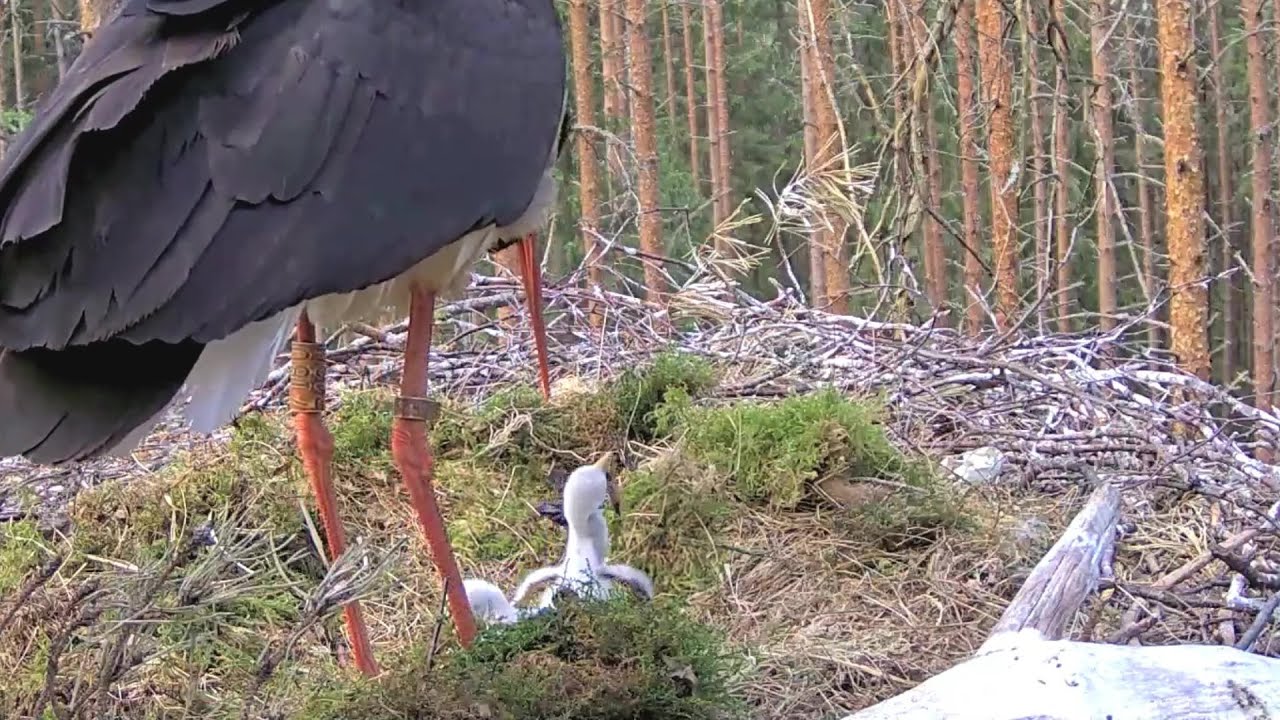 Must-toonekurg~Feeding by Kaia! 🐣Two eggs are talking~6:38 pm 2023/06 ...