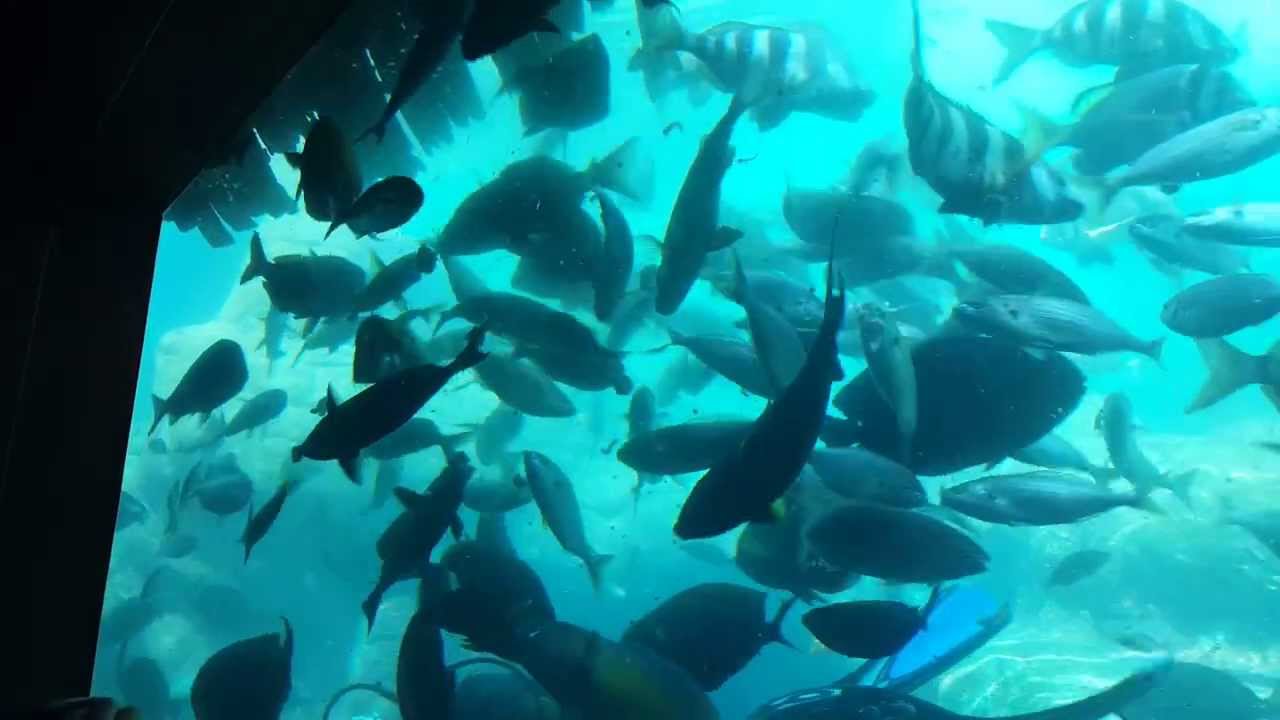 Scuba diver feeds fish at uShaka Marine World - YouTube
