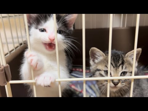 Kitty Nona is crying for milk to cat mom and Julie cat feeding kittens
