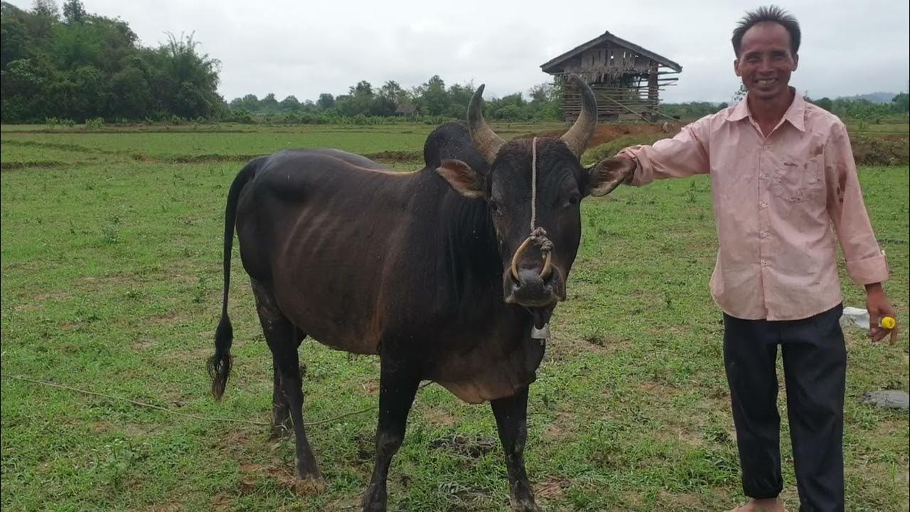 Coj peb los saib tus nyuj no zoo nkauj kawg li - YouTube