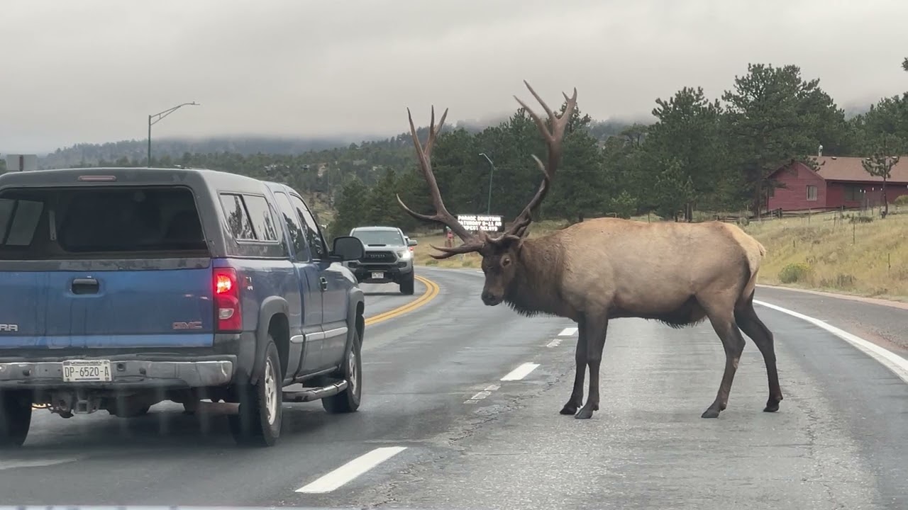 Elk Challenges a Car to a Battle || ViralHog - YouTube