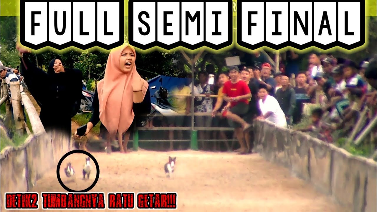FULL SEMI FINAL •• KERAPAN KELINCI DI LAP. FULL KASUS..!! - YouTube