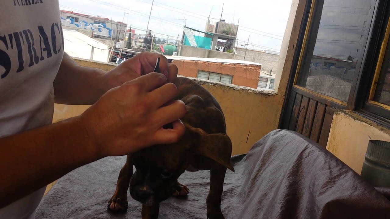 posicionar mejor las orejas boxer part 1 - YouTube