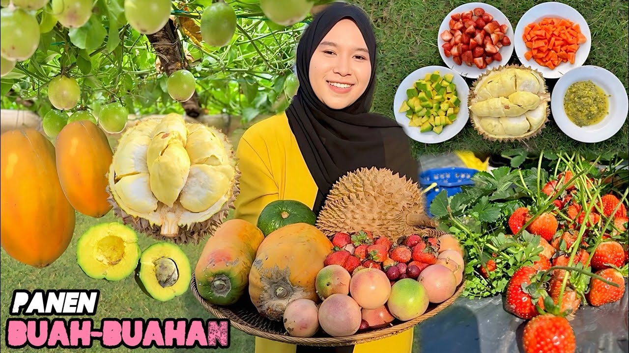 Panen buah-buahan dikebun | Bikin salad buah segar - YouTube