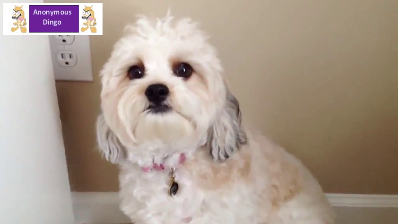 Funny Guilty Dogs (Compilation) - YouTube
