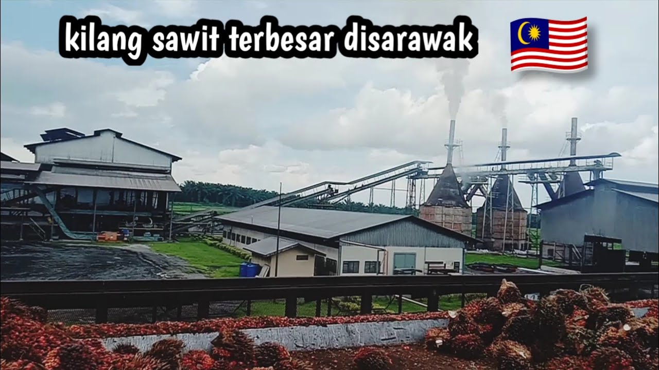 Ini lah kilang sawit terbesar disarawak🇲🇾 - YouTube