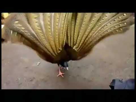 Surkhab Bird , A bird from Heavens which cost a fortune - YouTube