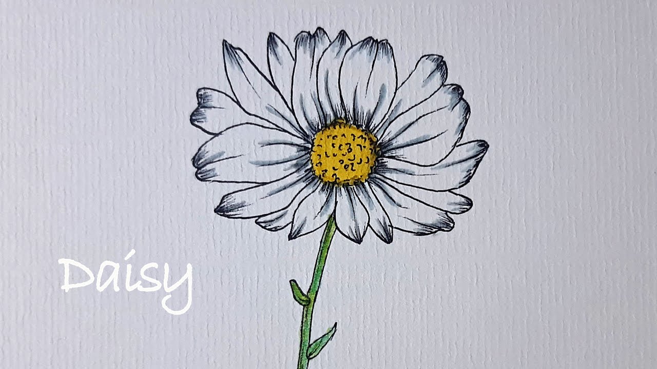 Draw a Daisy Flower Easy | How to Draw Daisy - YouTube
