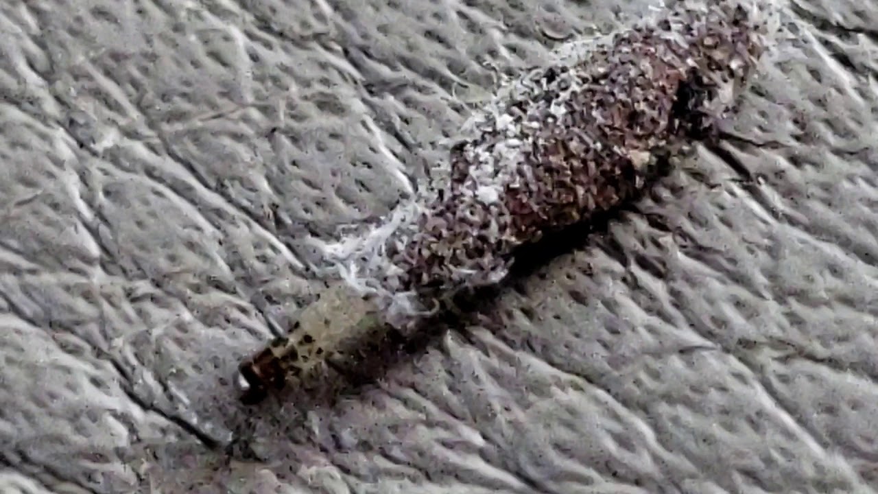 Hawaiian Case Bearing moth larva - Moving Cocoon bug - YouTube