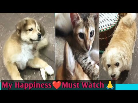 Funny video🐕Badmash Dog | Pets Lover | Youtubevideo | Daily Vlog | Pets ...