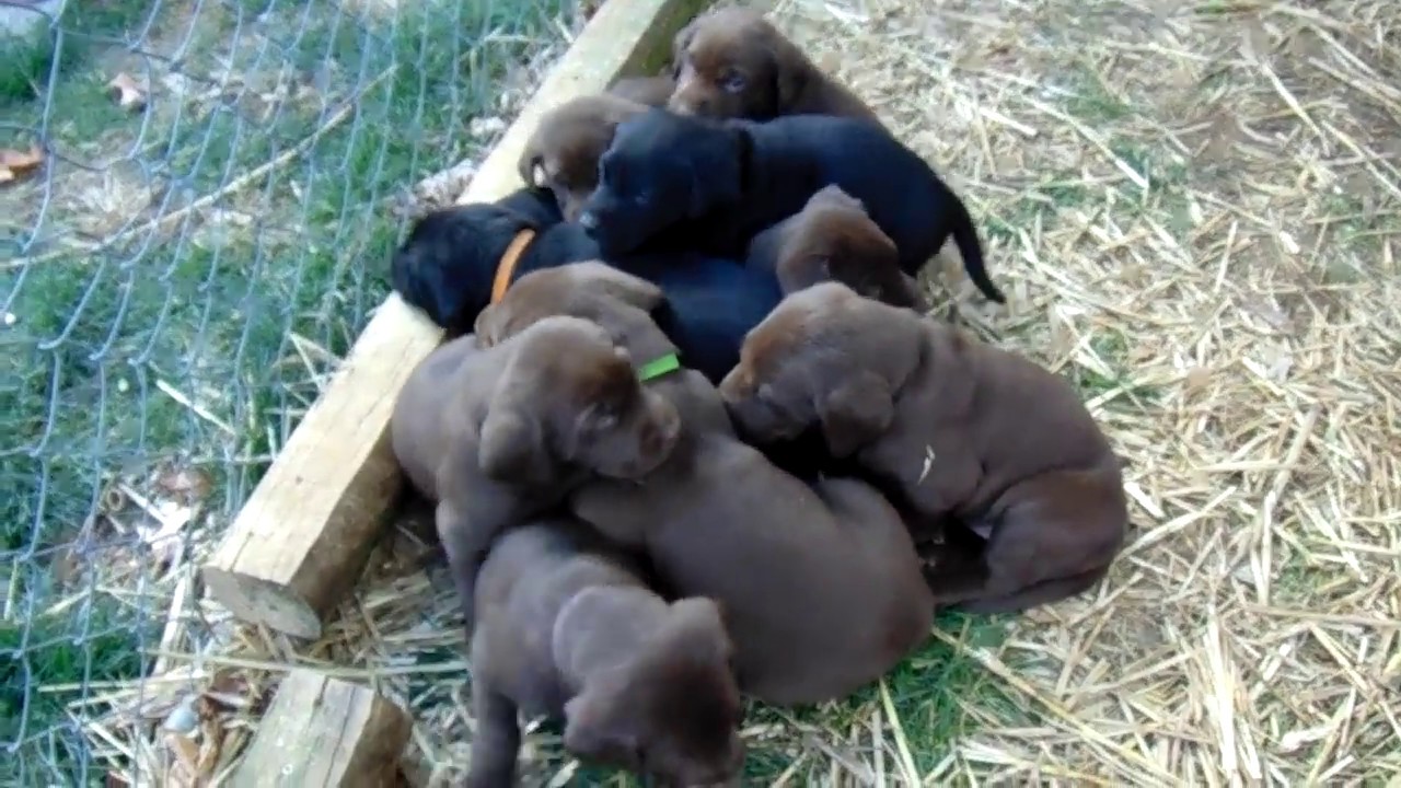 AKC Chocolate & Black Labrador Retriever Puppies Nov 2017 Big - YouTube
