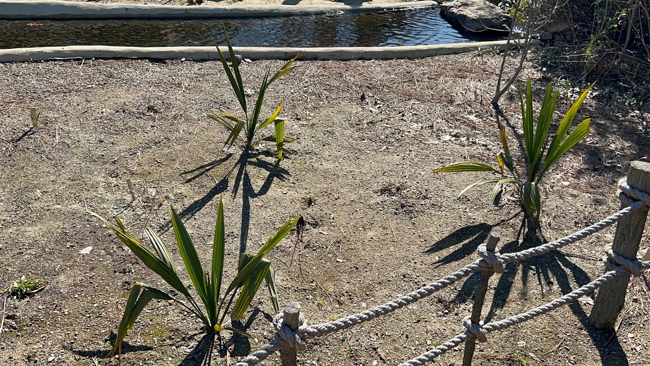 New Sabal minor plantings at the U.S. Botanic Garden, D.C. - YouTube
