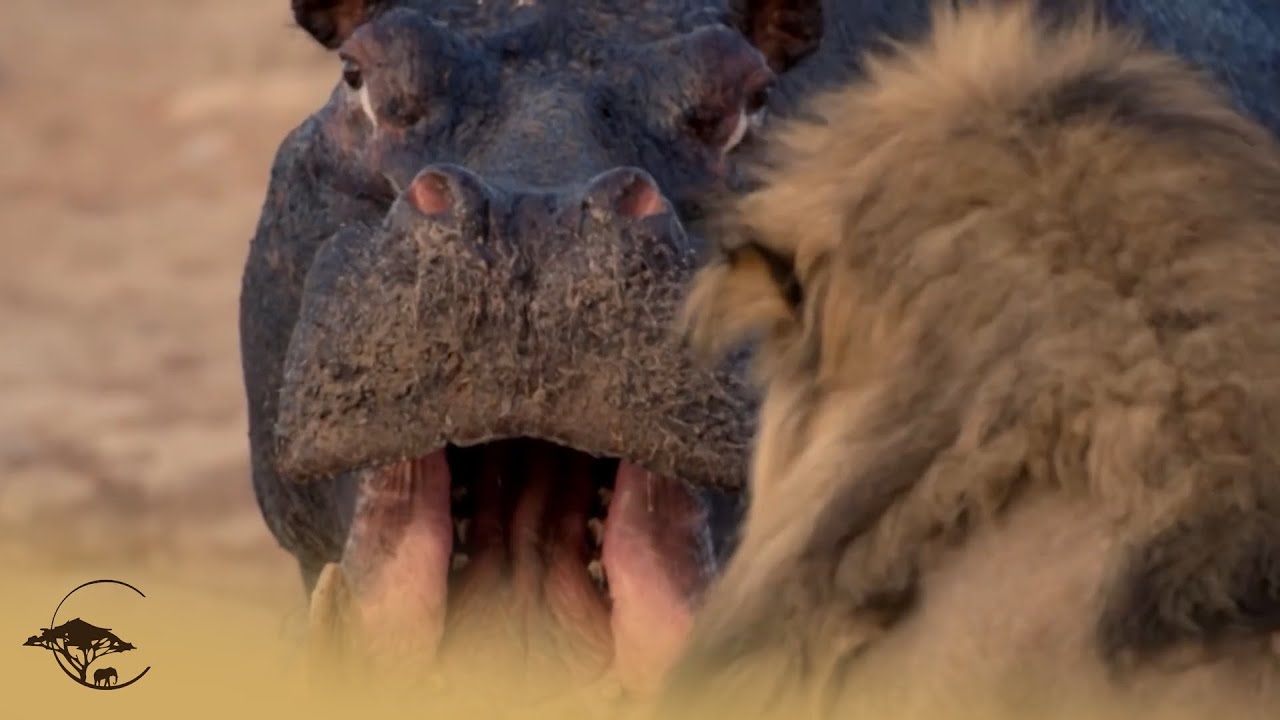 Hippo vs Pride of Lions - YouTube