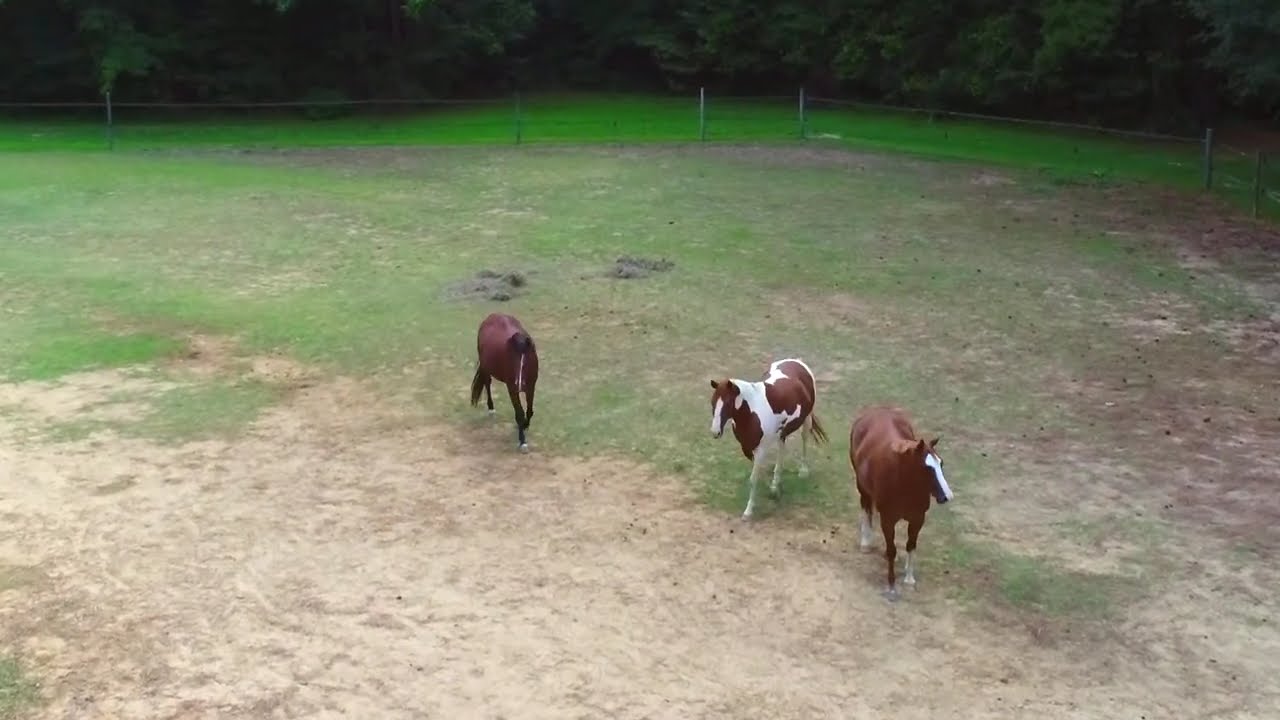 Horse Shadow Run Stables - YouTube