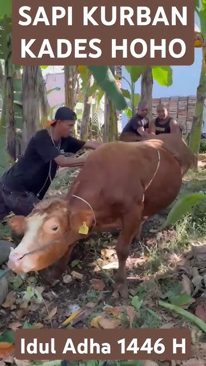 Sapi Kurban Keluarga Kades Hoho 2025 Idul Adha 1446H - YouTube