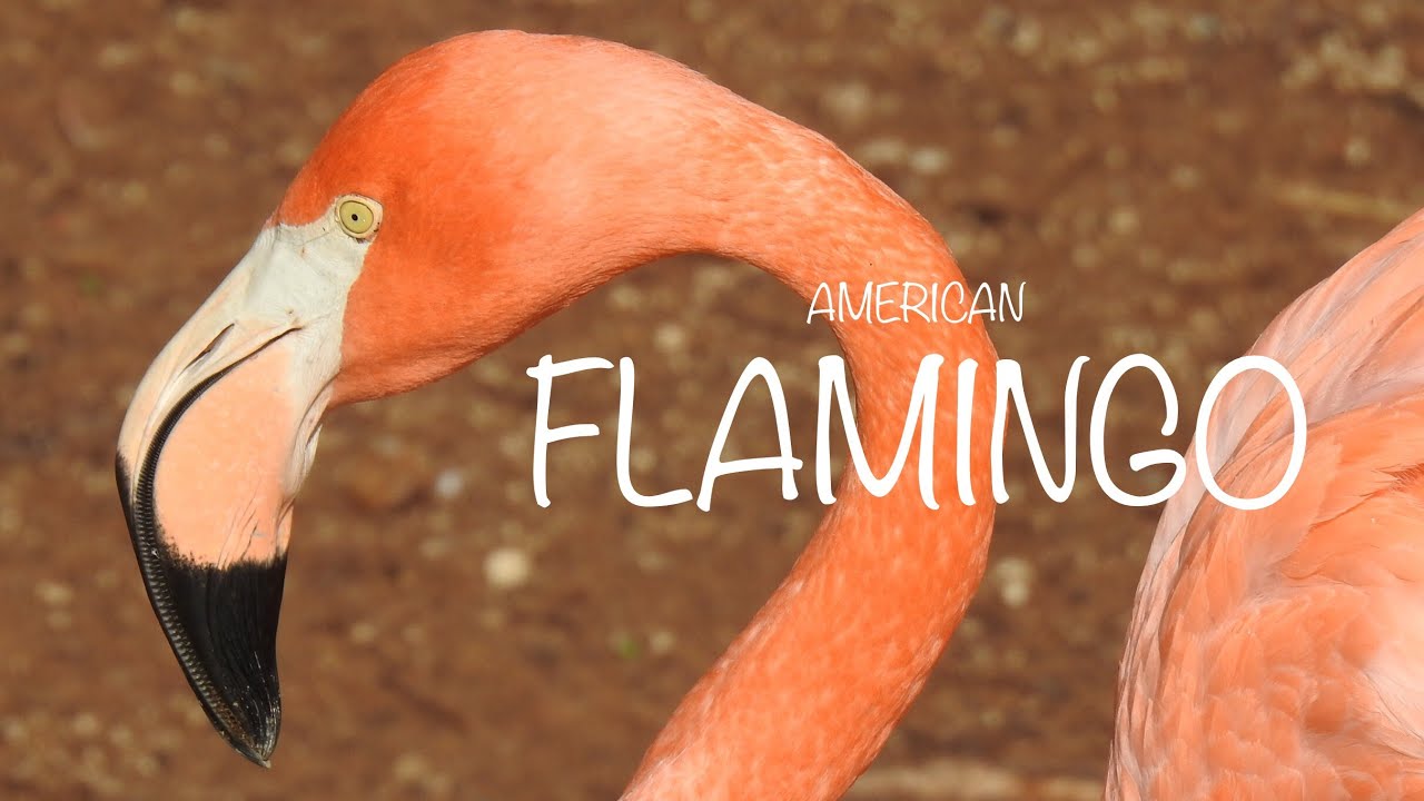 American Flamingo Call Sound. Flamenco americano canto. Kuba flamingo ...