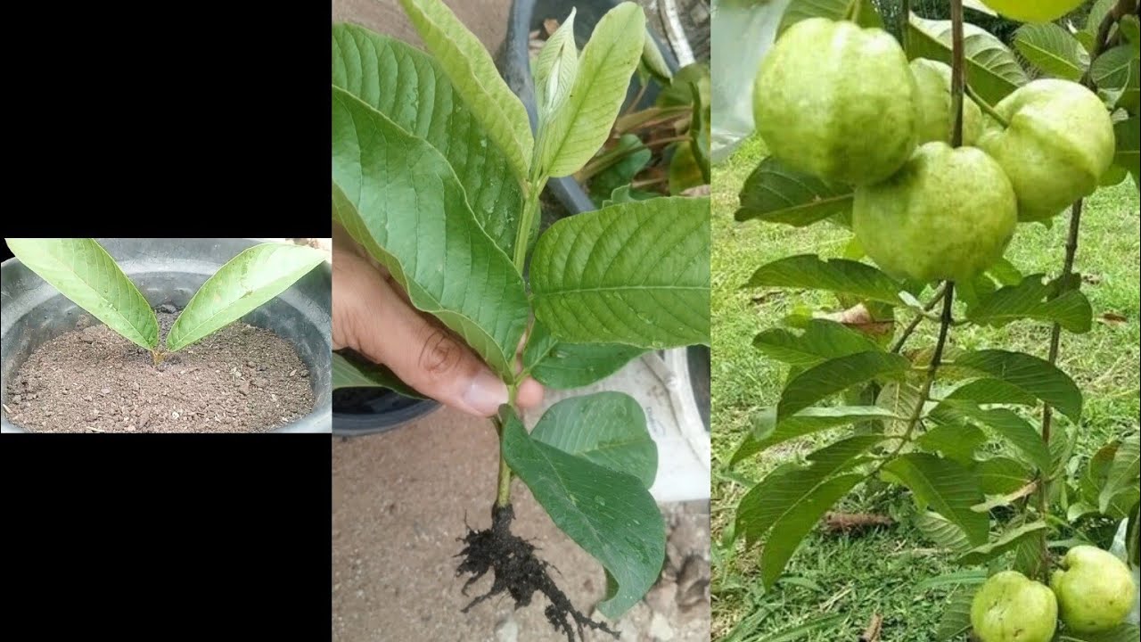 How to plant guava stems: with the help of Gandasil. 100% grows well ...