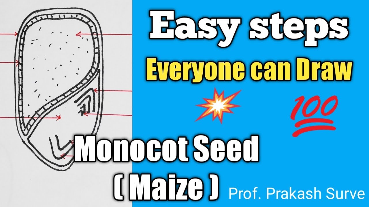 Maize Seed Drawing Seed Sizes Of Five Maize Varieties; A: Small Seed