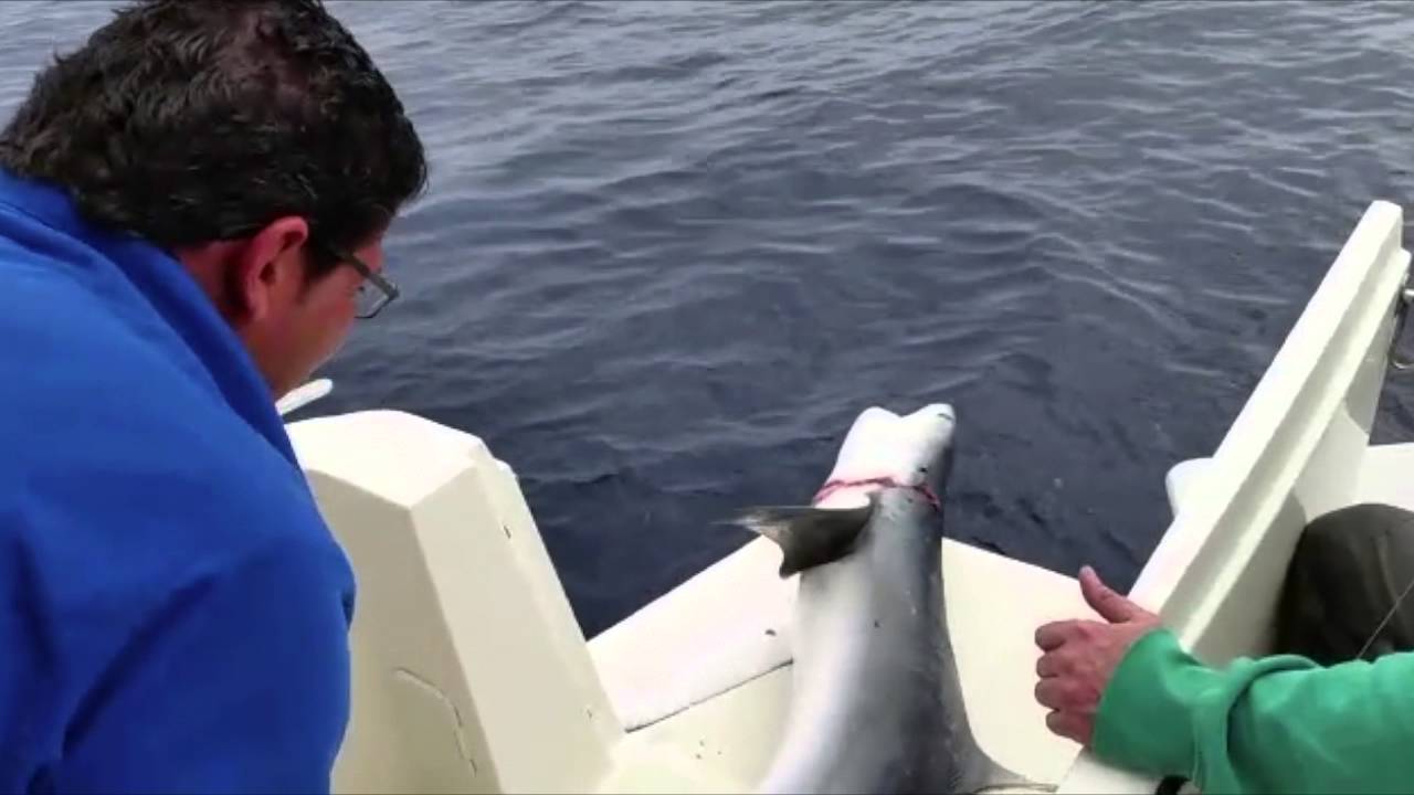 Catch and release giant blue shark - YouTube