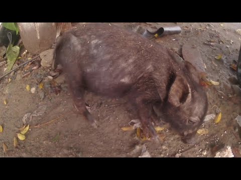 Baboy ramo #animals #viral #trending #shortvideo #shorts #youtubeshorts ...