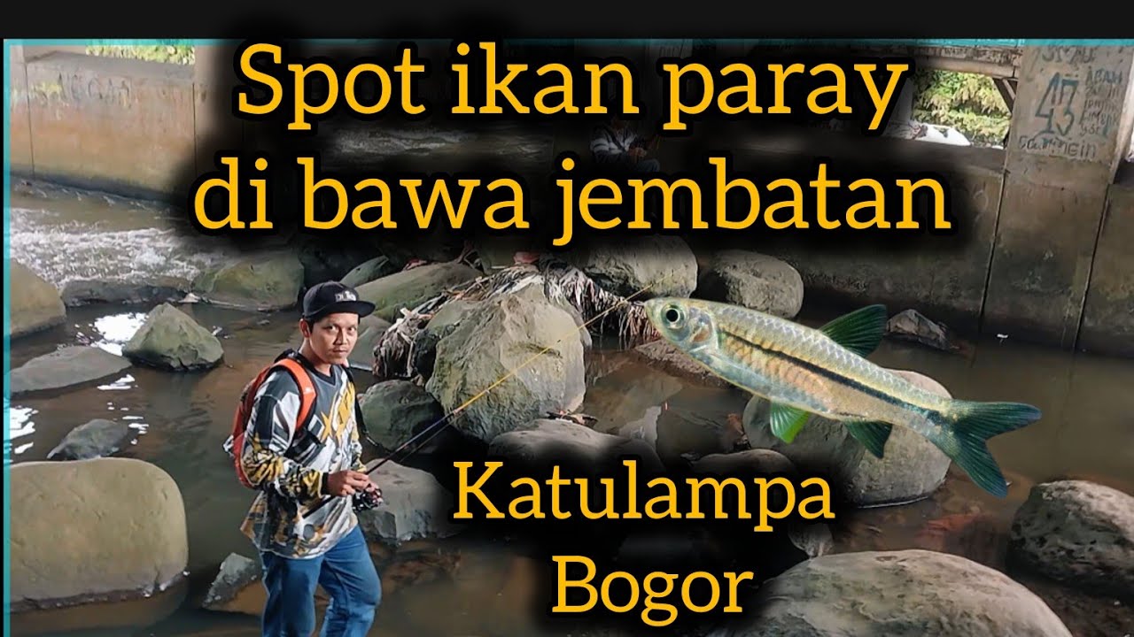 CASTING HAMPALA DAPAT SPOT IKAN PARAY DI BAWAH JEMBATAN KATULAMPA BOGOR ...