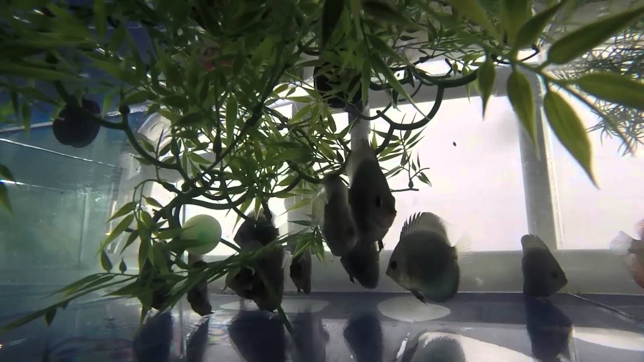 Discus at Segrest Farms - YouTube