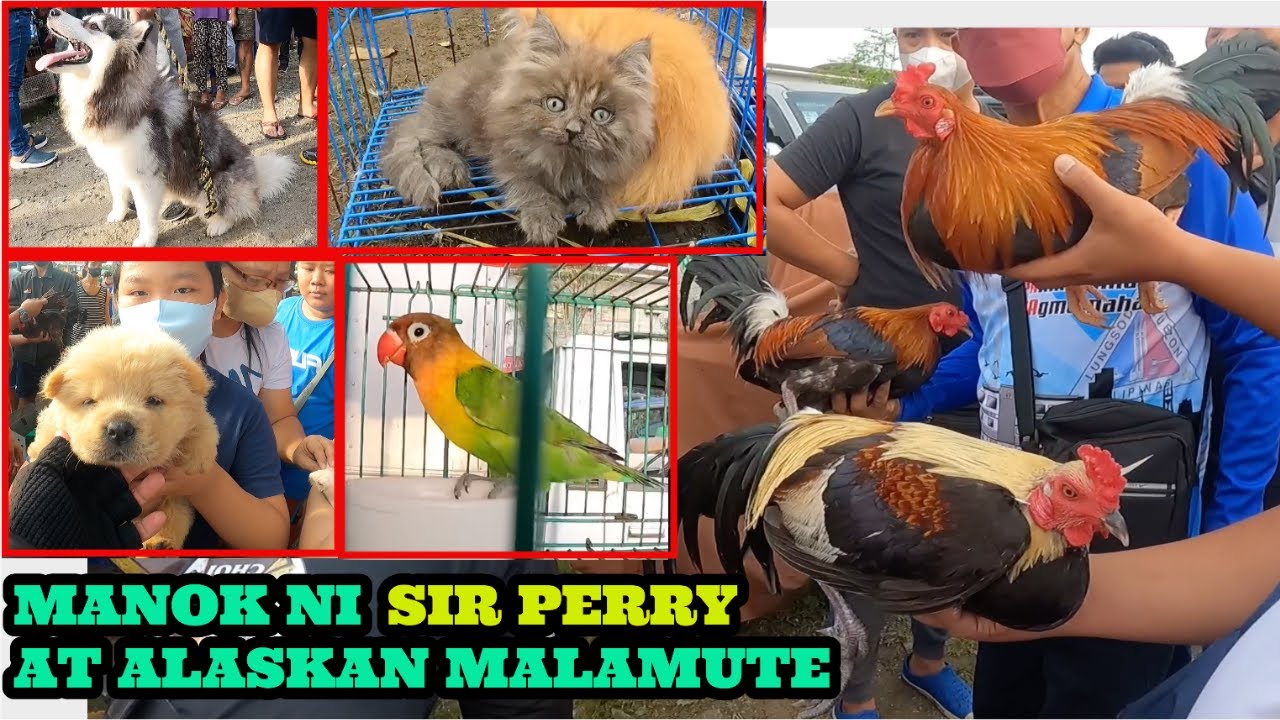MGA MANOK NI SIR PERRY, AT IBON NA HALAGANG 20K | VLOG UPDATE PART 2 - YouTube