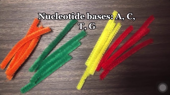 Dna Double Helix Model Pipe Cleaners