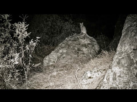 ⭐⭐⭐KARAKULAK İÇİN KURULAN FOTOKAPANDAN NELER ÇIKTI?⭐⭐⭐