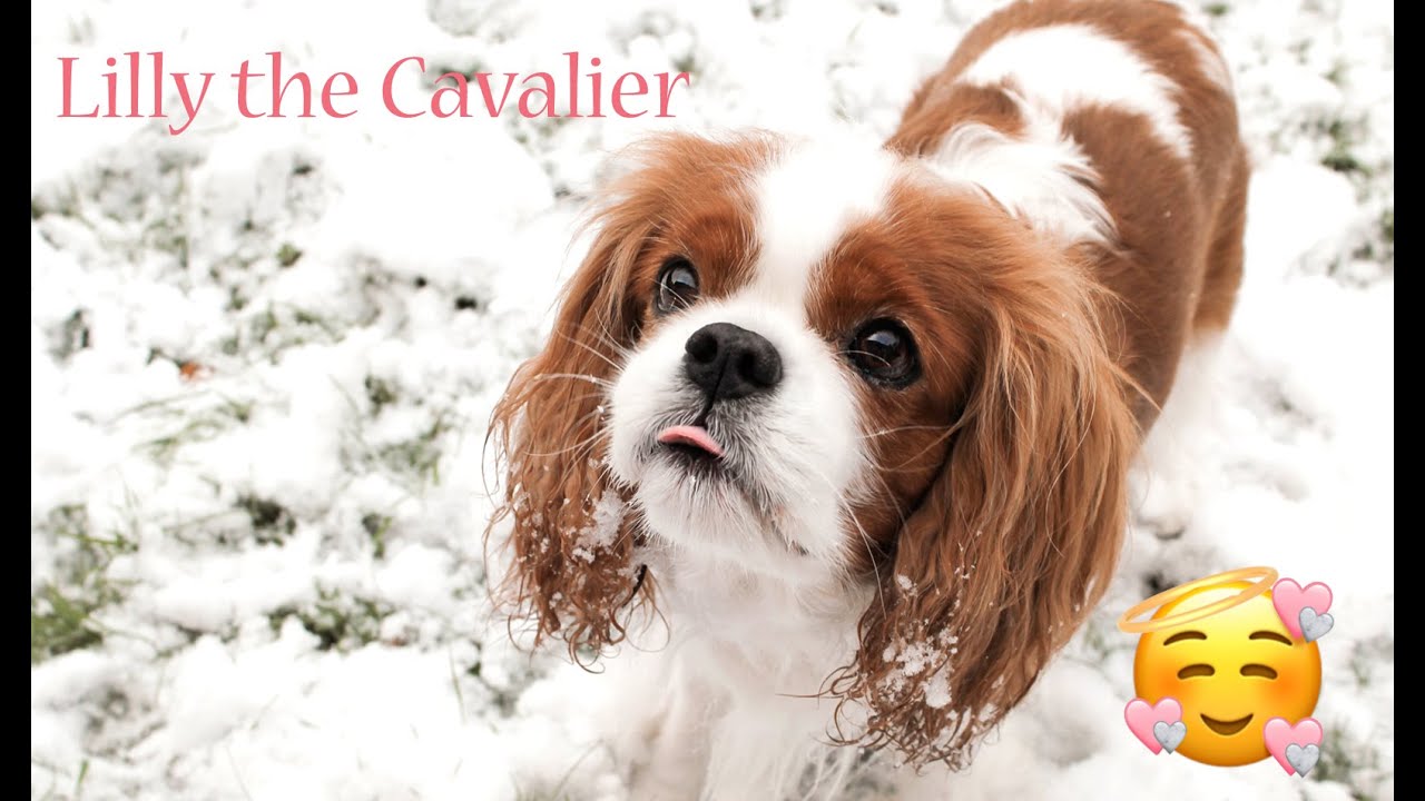 Lilly had fun this winter 😍 | Cavalier King Charles Spaniel Lilly 💗🐶 ...