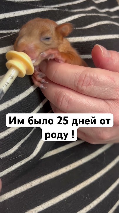 #рикитикитави #белки - YouTube