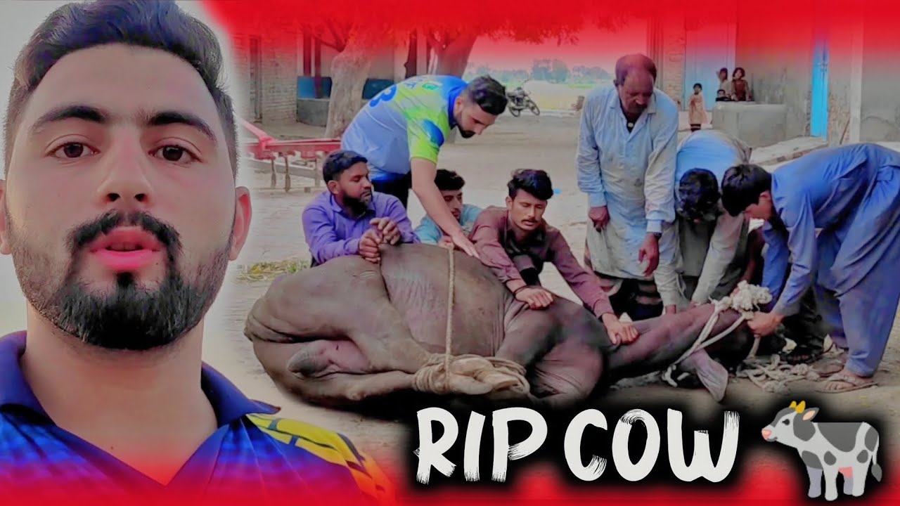 Eid 2nd day cow 🐄 ki qurbani vlog | kattu 🐄 zibah kar diya - YouTube