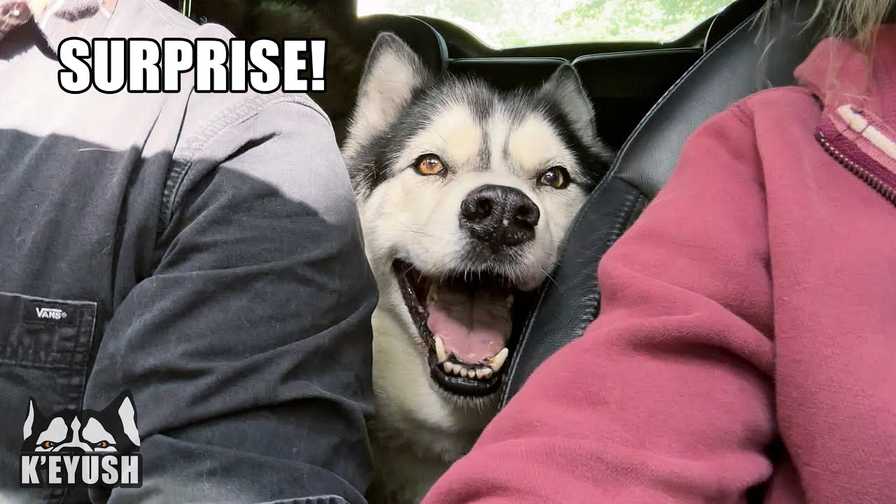 Husky Got The BEST Surprise After The VETS! - YouTube
