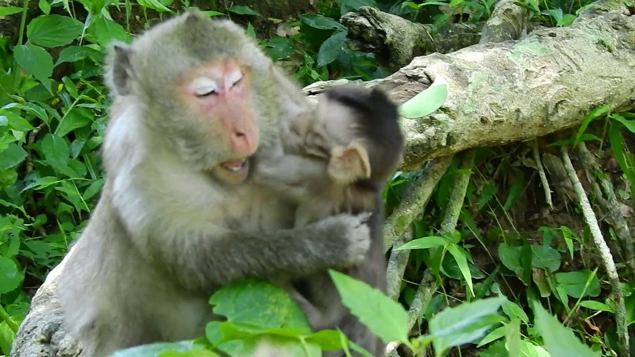 Annoying Baby Monkey Quinton always disturbing his Mother? Mom Get ...