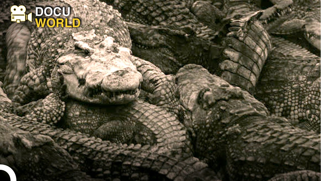 Fangs, Claws, and Fury: The Untold Tales of the Wild - YouTube