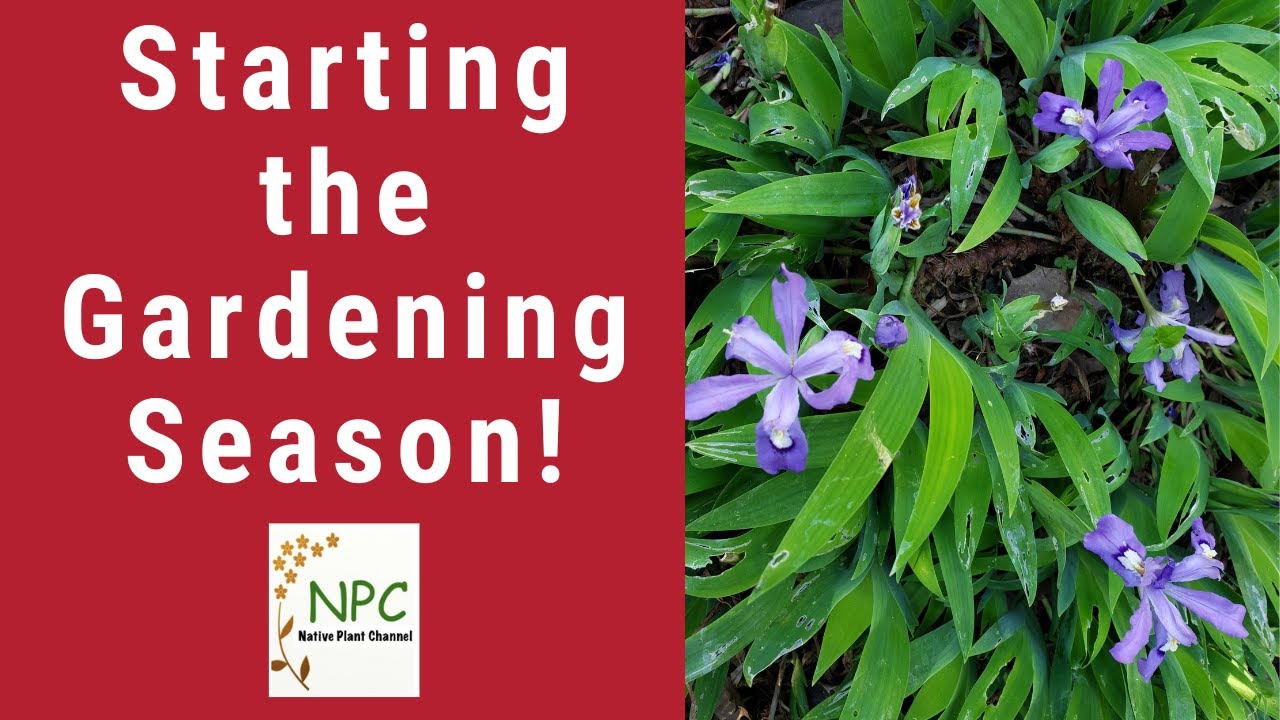 What's happening in the spring garden! - YouTube
