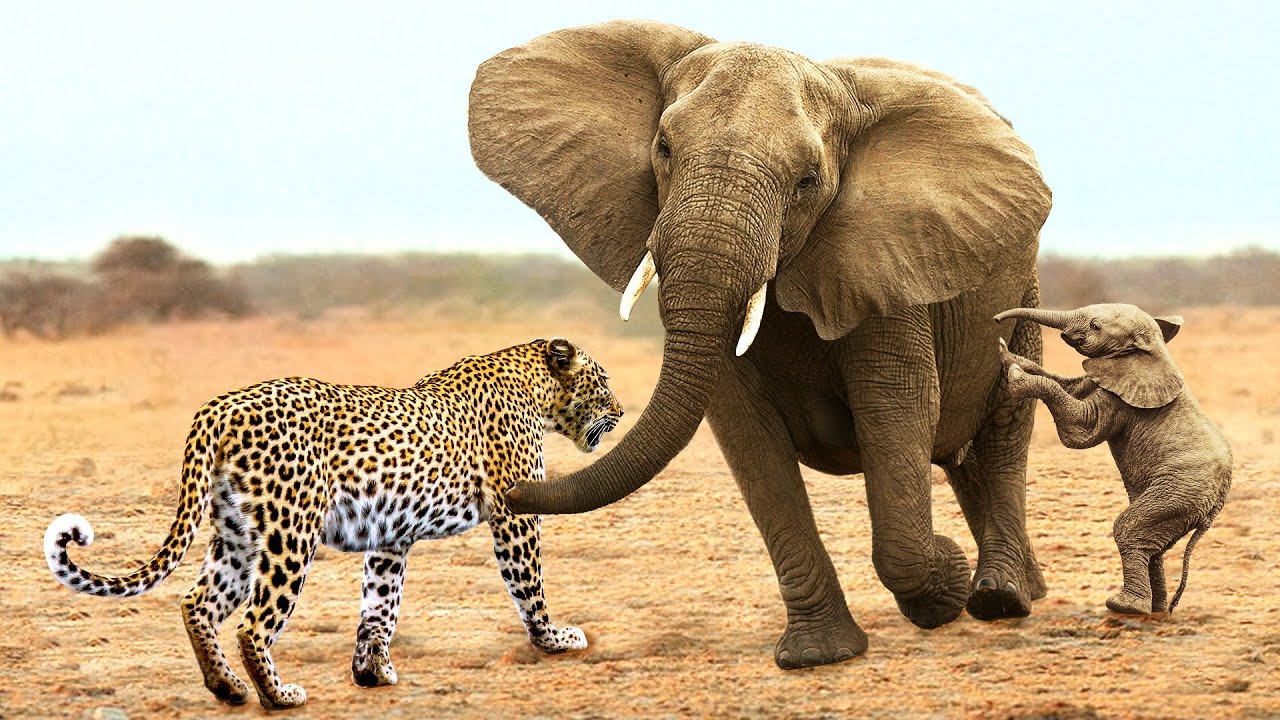 Animal Mothers Protecting Their Babies from danger | Mom protects baby ...